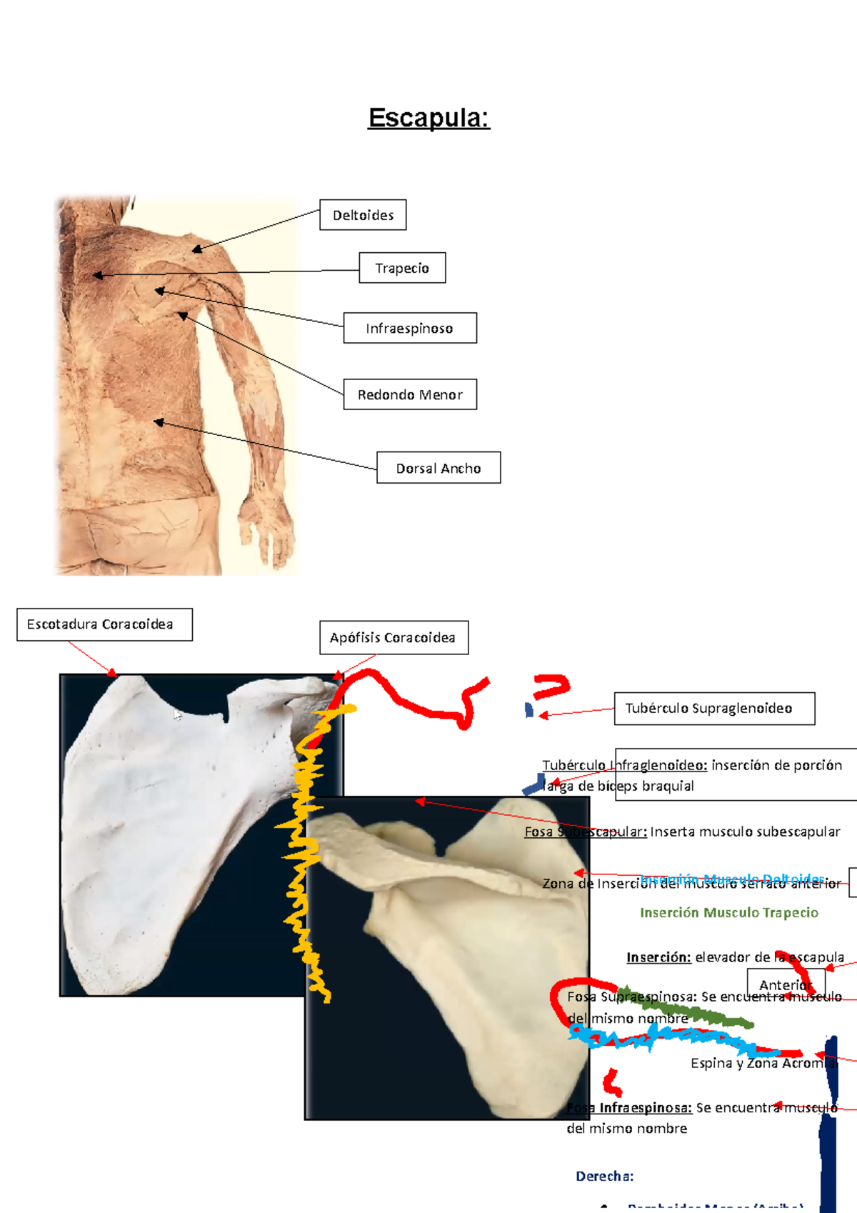 Sesion 1 - aaaaaaaaaaaaaaaaa - Escapula: Infraespinoso Redondo Menor ...