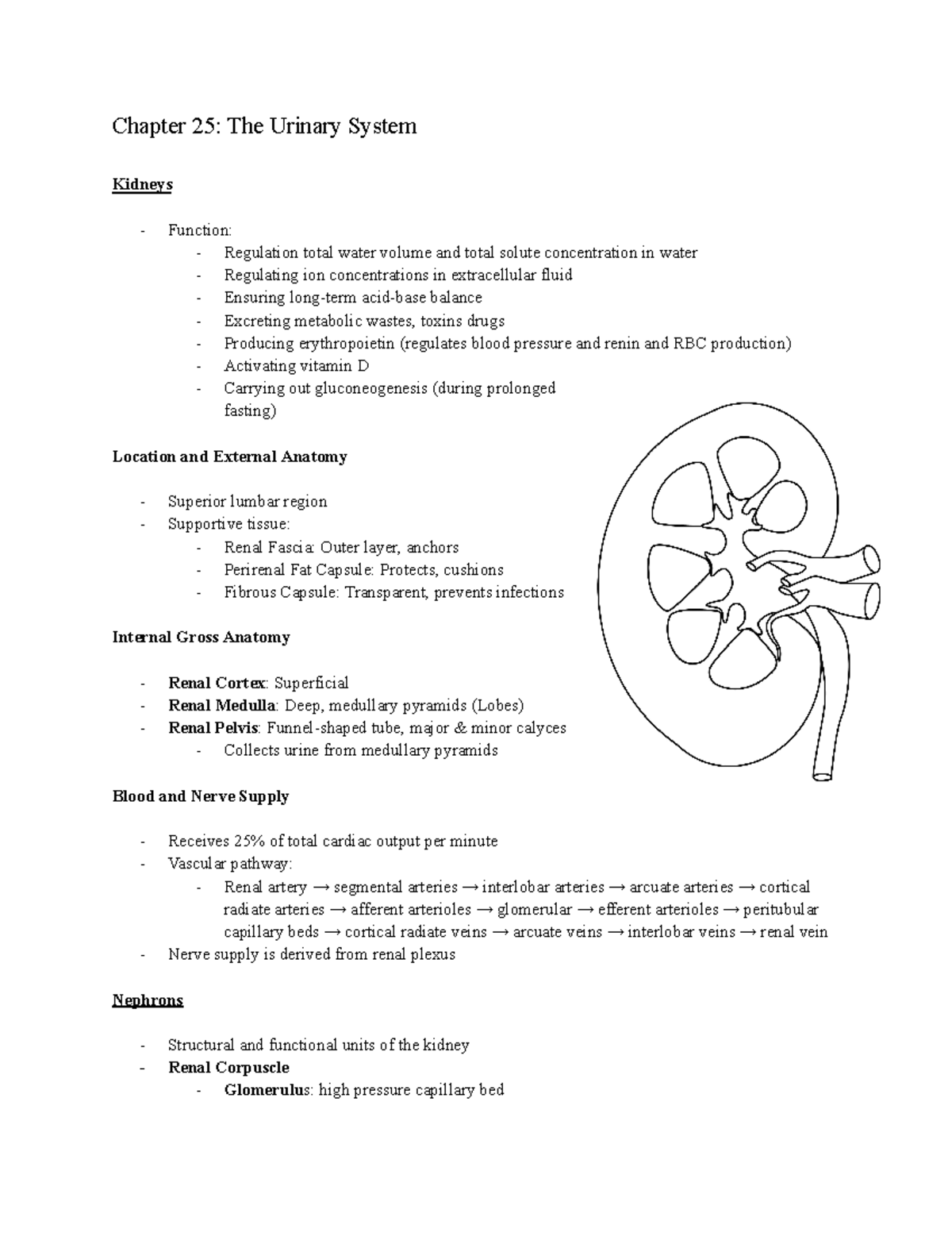 Chapter 25 Urinary System - Chapter 25: The Urinary System Kidneys - Function: - Regulation ...