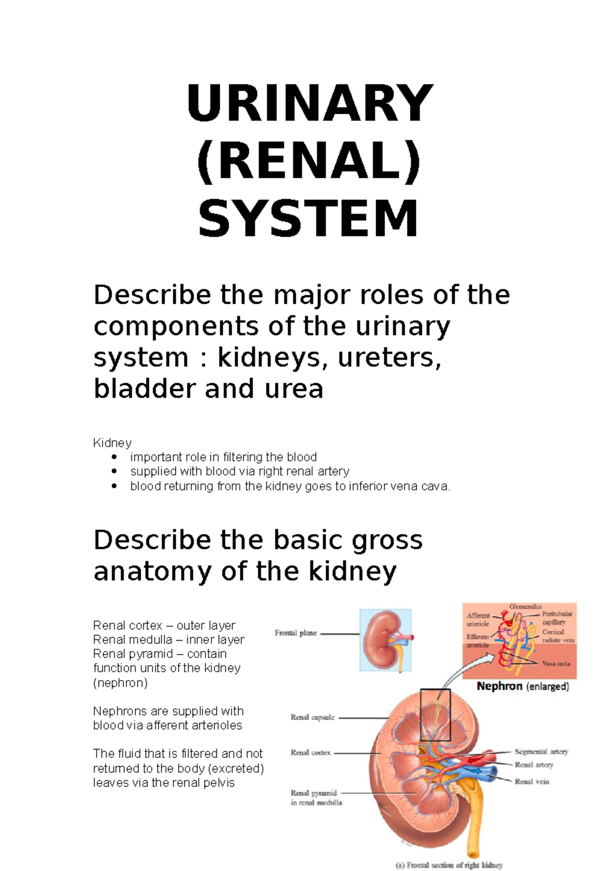 Renal system - URINARY (RENAL) SYSTEM Describe the major roles of the ...