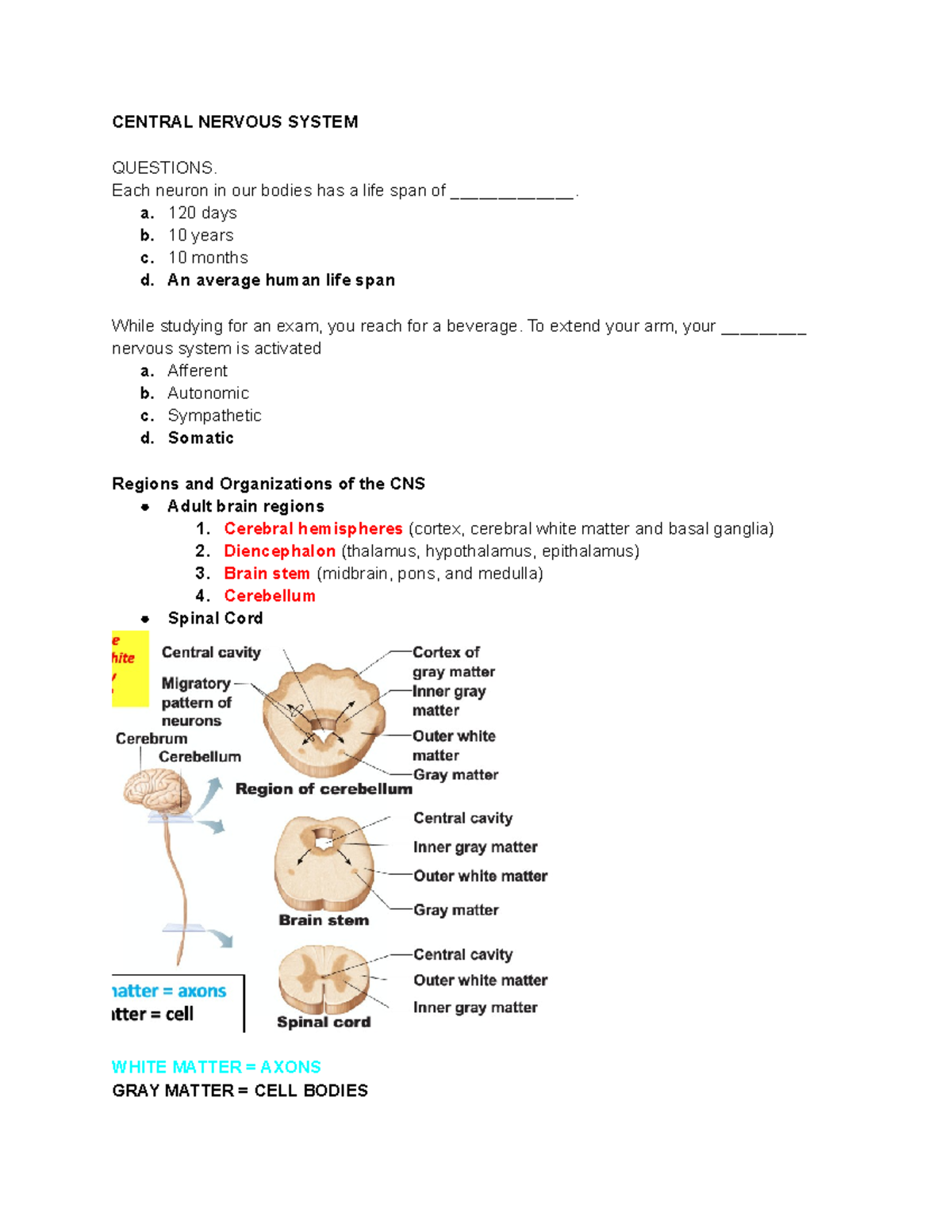 Chapter 12 CNS - CENTRAL NERVOUS SYSTEM QUESTIONS. Each neuron in our ...