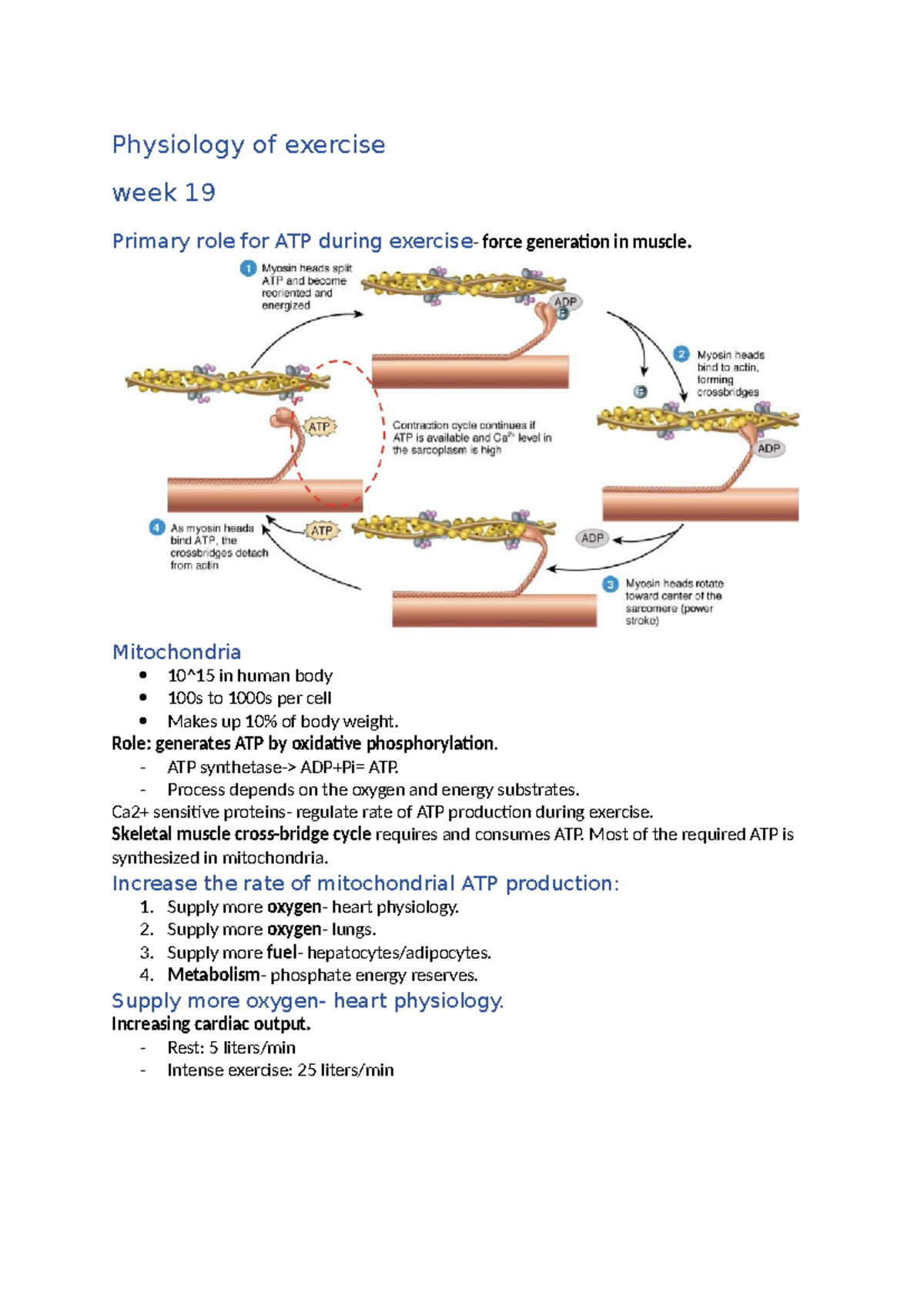 Physiology of exercise - Physiology of exercise week 19 Primary role ...
