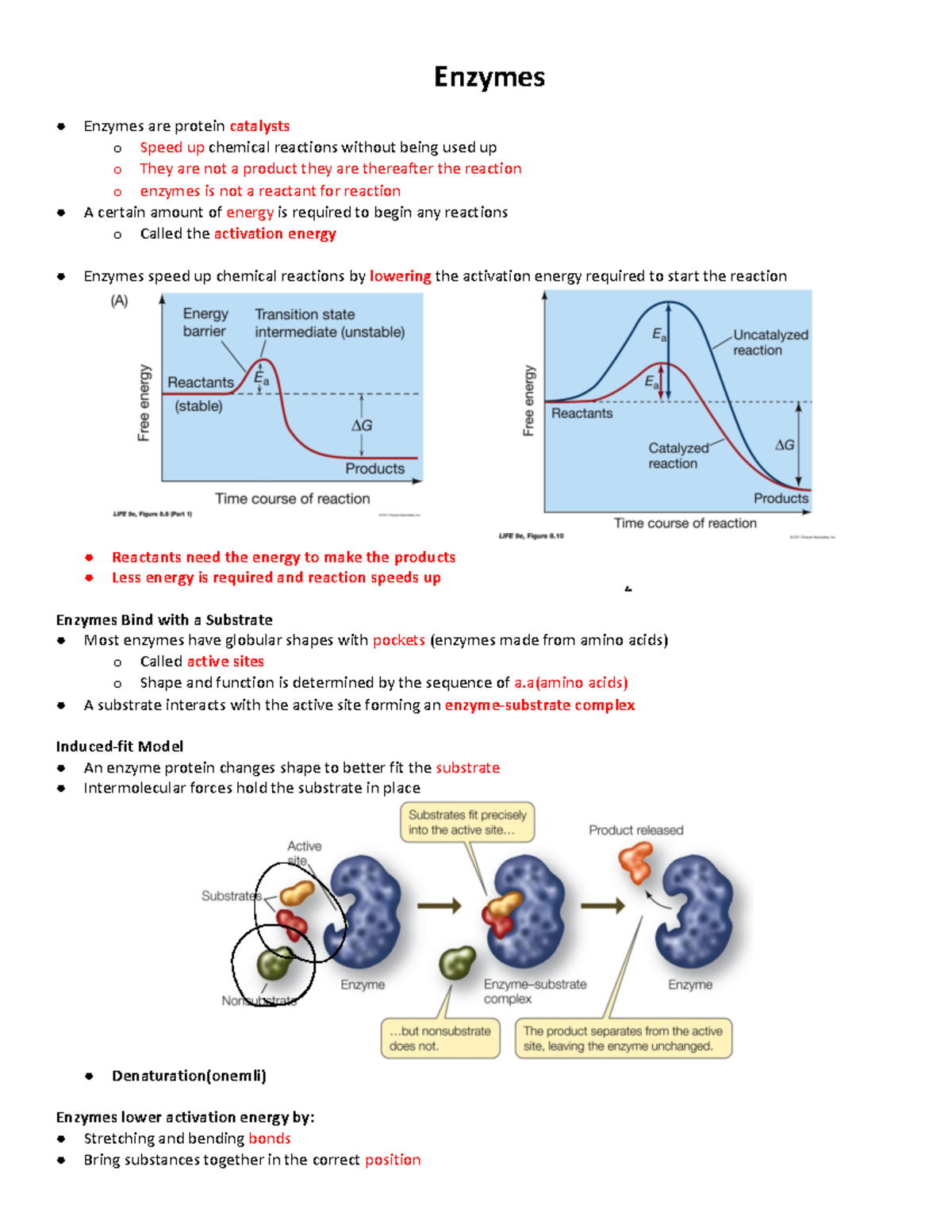 Grade 12 Bio Enzymes - : - Studocu