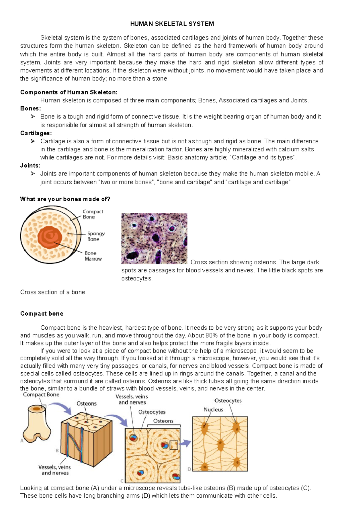 Anatomy and Physiology notes - HUMAN SKELETAL SYSTEM Skeletal system is ...