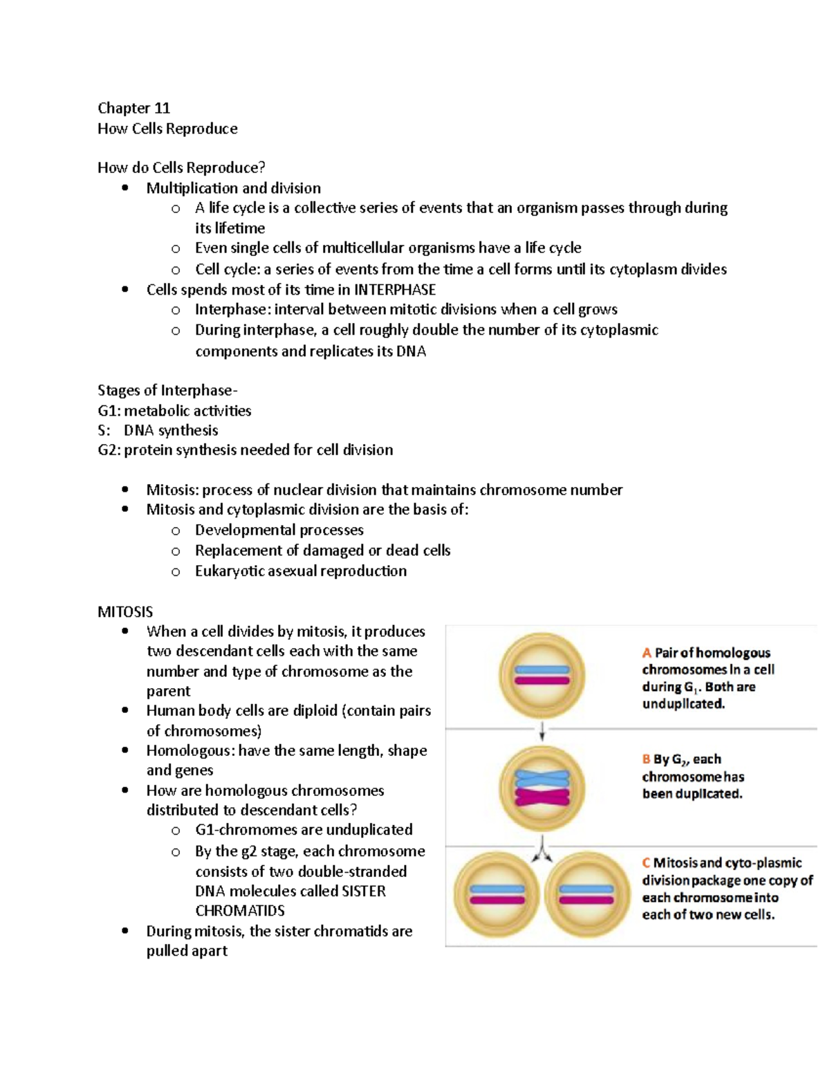 Chapter 11- How cells reproduce - Chapter 11 How Cells Reproduce How do ...