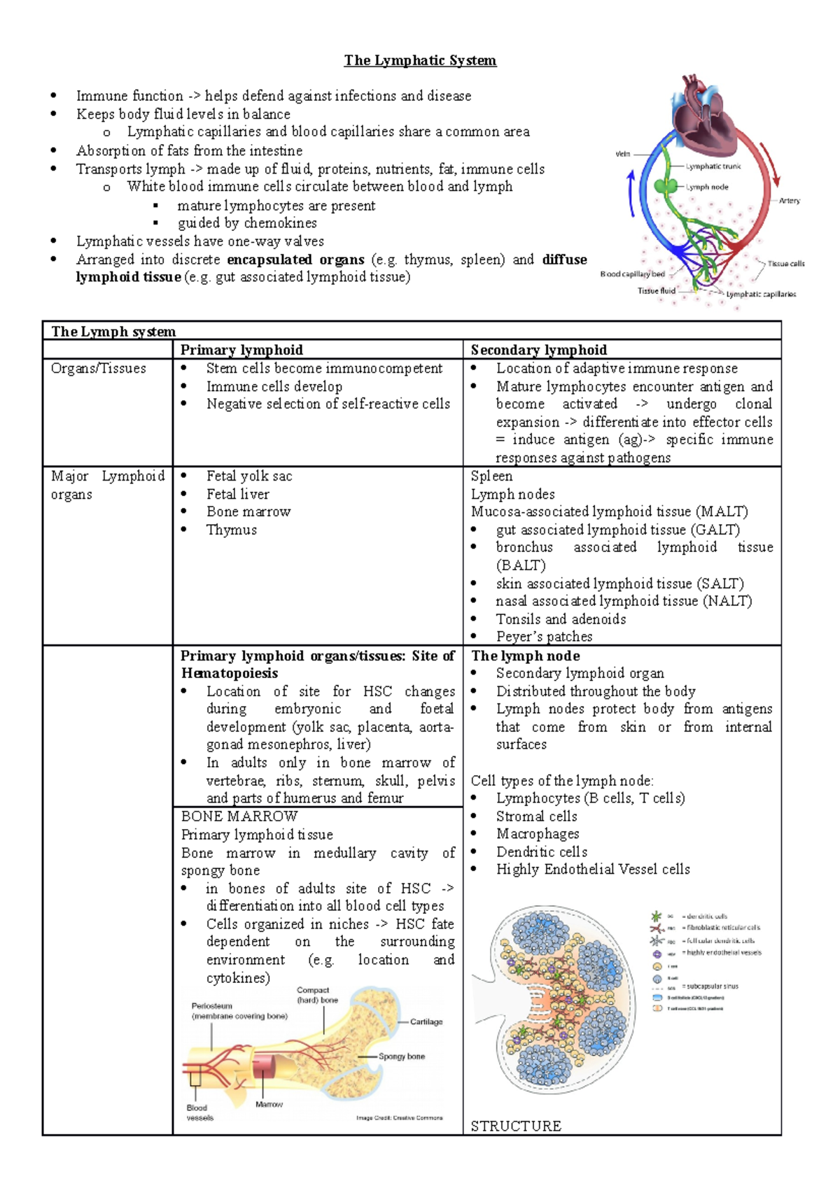 The Lymphatic System - BIO 318 - Notre Dame - Studocu