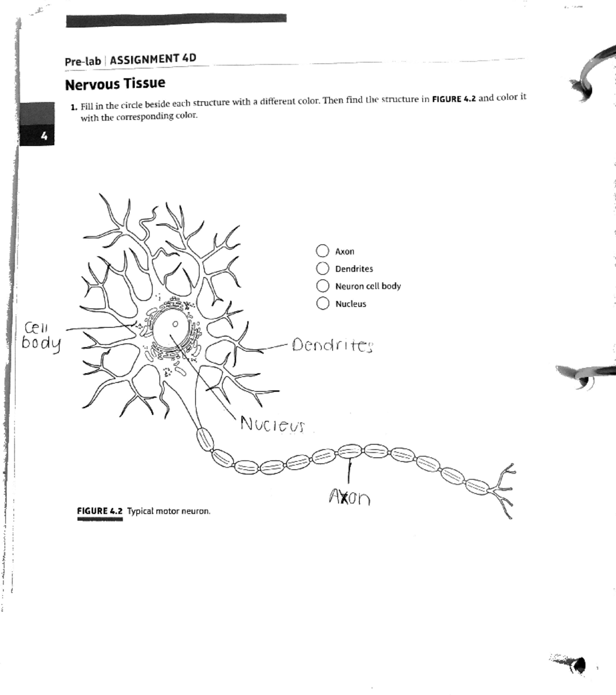 BIOL 430-2D2 Prelab 9 - BIOL 430 - Studocu