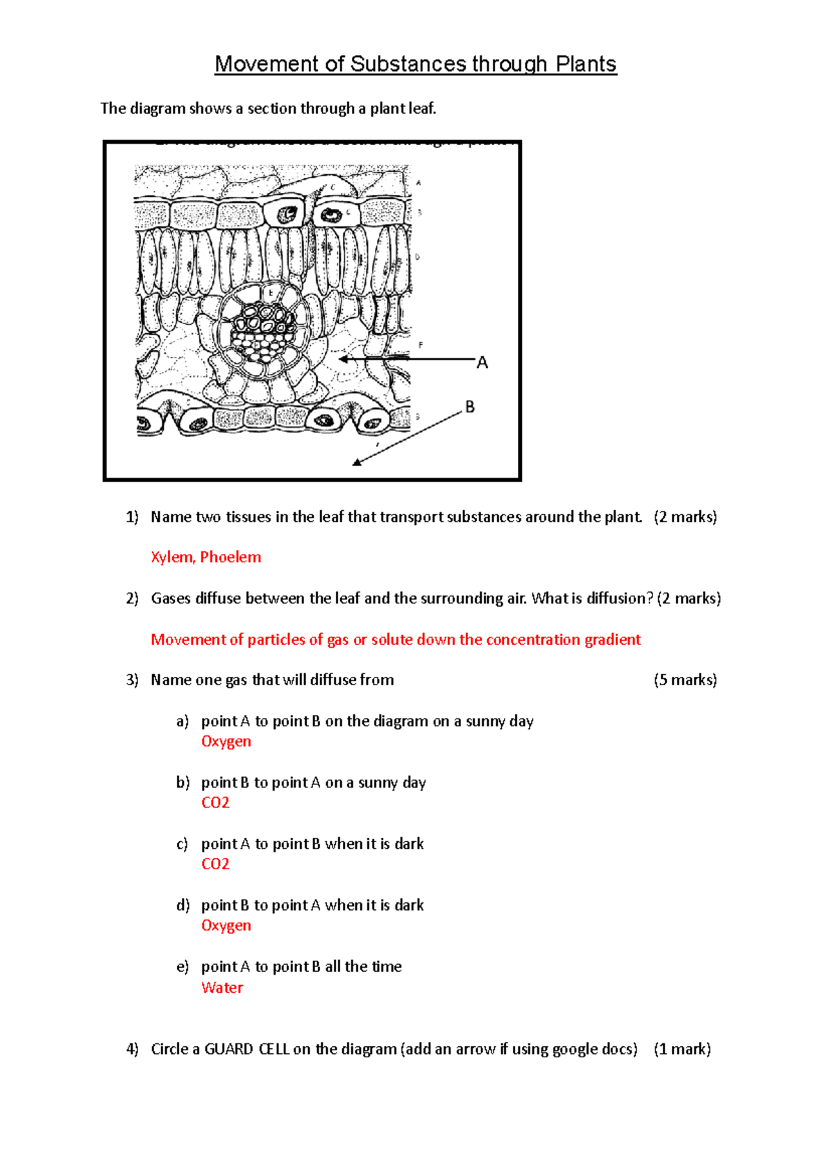 Movement of Substances through plants WS - Movement of Substances ...