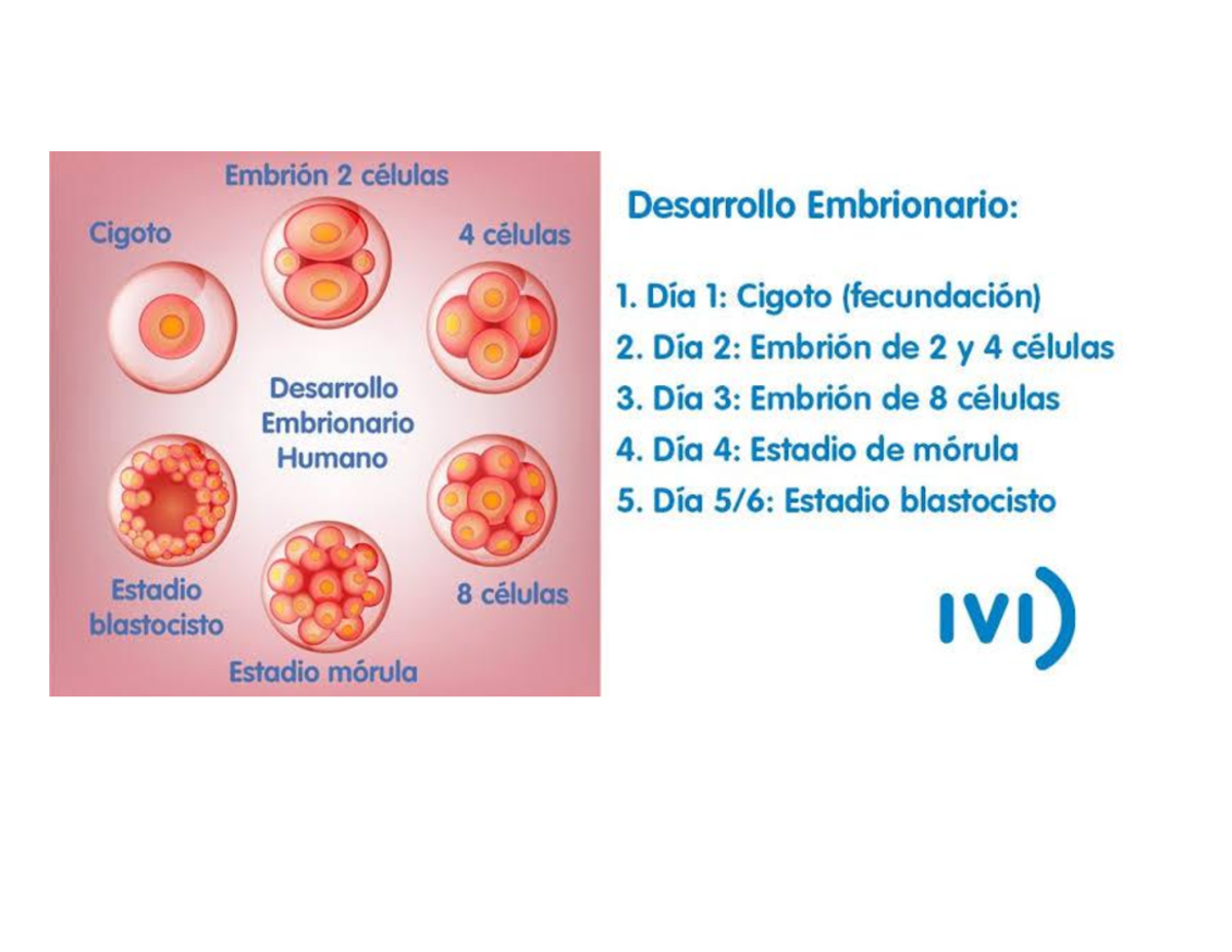 Imagenes apoyo clase bases biologicas - Embrión 2 células Desarrollo ...