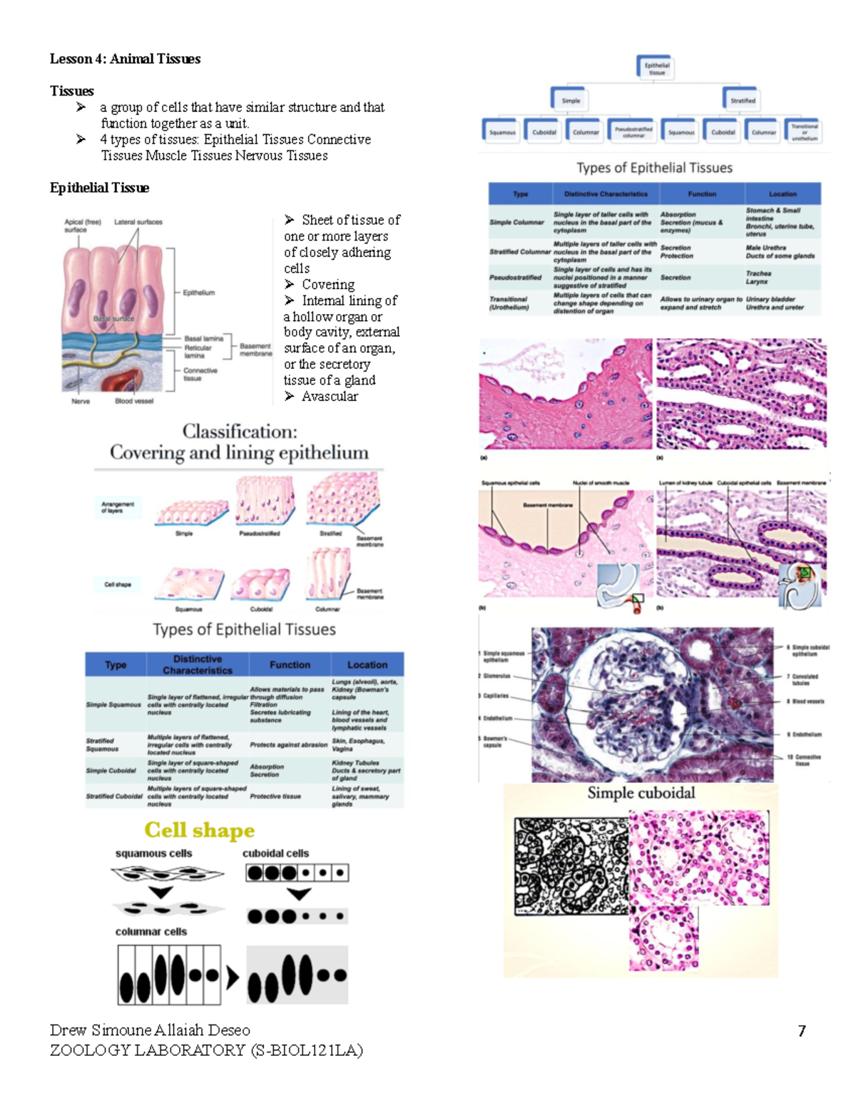 Zoology Laboratory 2 - Drew Simoune Allaiah Deseo 7 Lesson 4: Animal ...