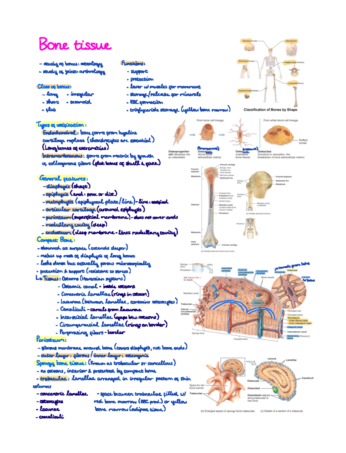 3. Intro to General Osteology - Bone tissue studyof bones osteology ...