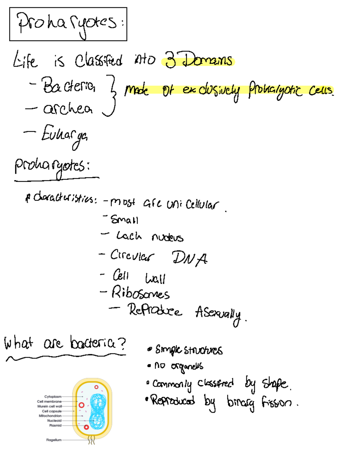 Prokaryotes - enjoy - prokaryotes life is classified into 3 Domains ...