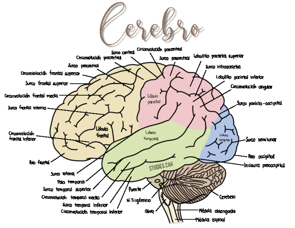 Cerebro - ....... - O_O t 1- in 5- § = a J 8 O u z t O J O E" u os . E ...