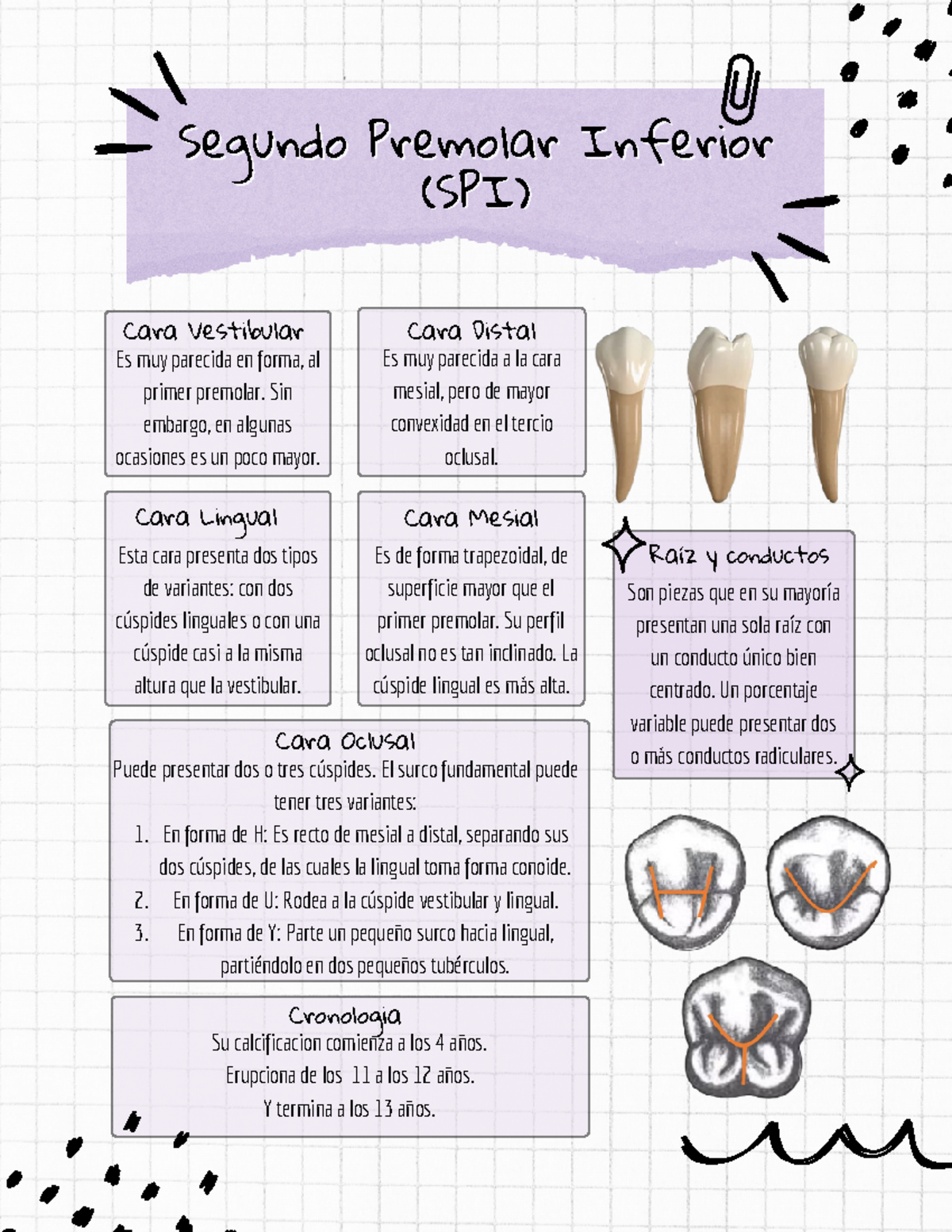 Segundo Premolar Inferior - Segundo Premolar InferiorSegundo Premolar ...