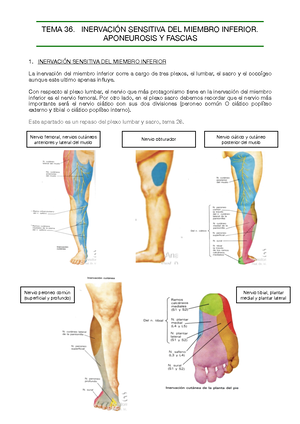 TEMA 24 Sistema Neuromuscular DEL Nervio Tibial EN LA CARA Posterior DE ...