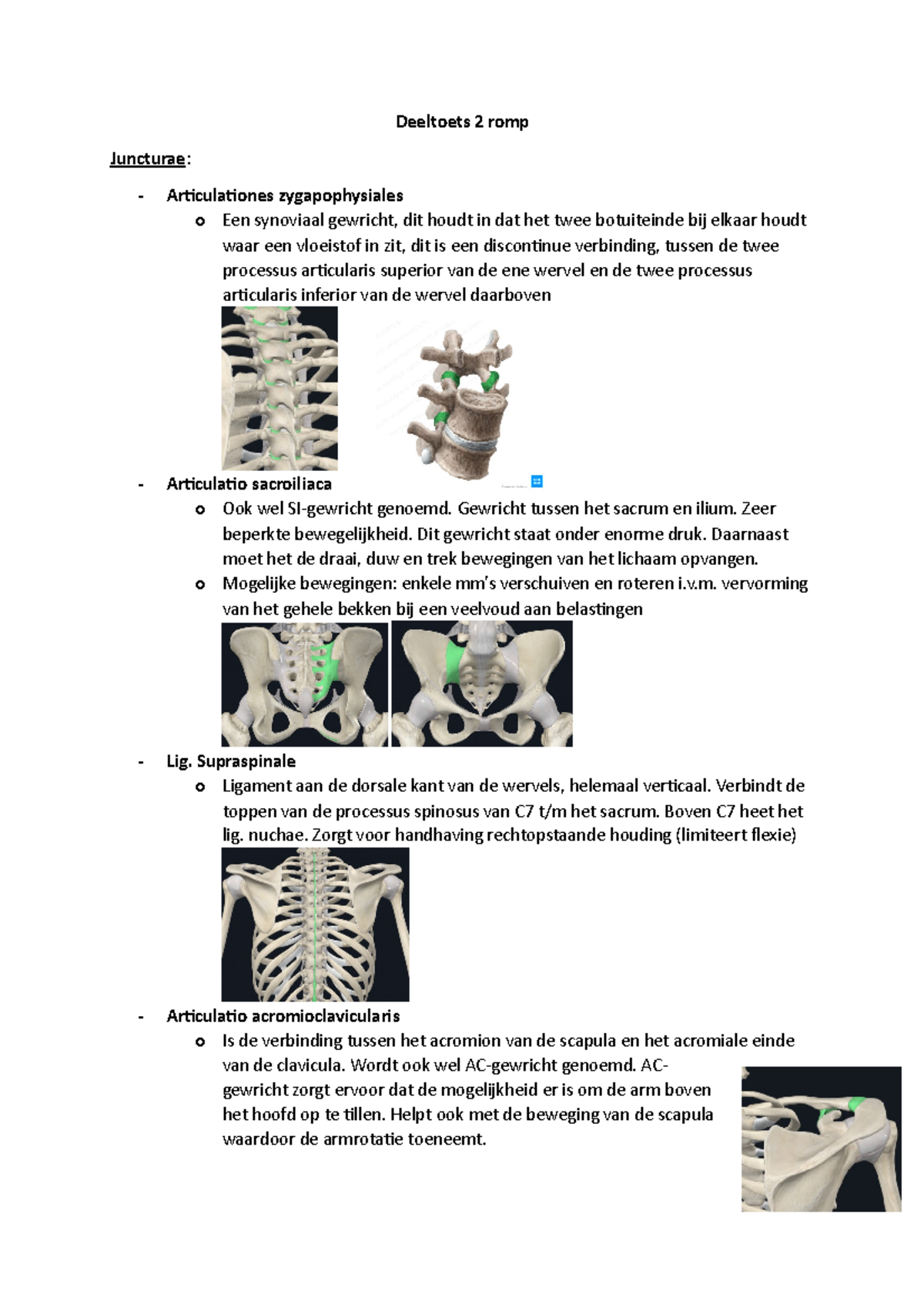 Deeltoets 2 romp - Anatomie in Vivo van het Bewegingsapparaat ...
