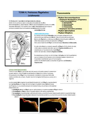 Tema 14. Parasitología - TEMA 14. Trichurosis y trichinellosis 1 ...