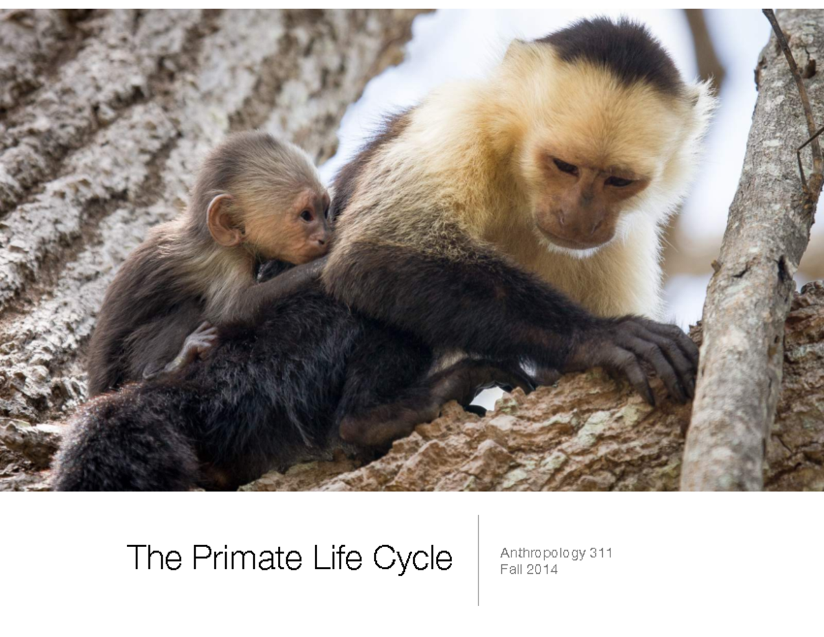 Lecture notes, lecture 15 - Primate Life Cycle - The Primate Life Cycle ...