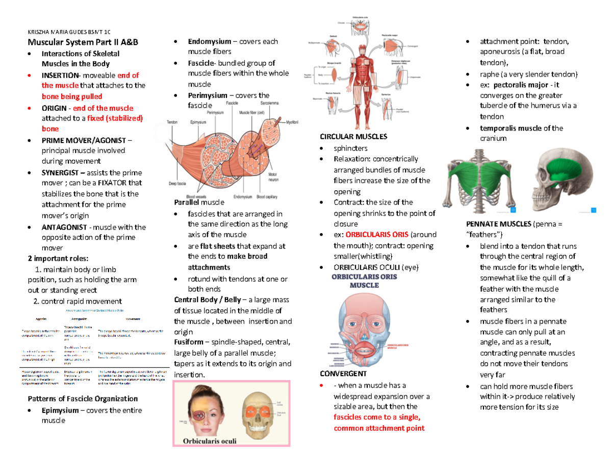 Muscular System Part II - CIRCULAR MUSCLES sphincters Relaxation ...