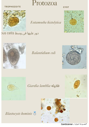 Colistine - notes about Colistin and its side effects and dose ...
