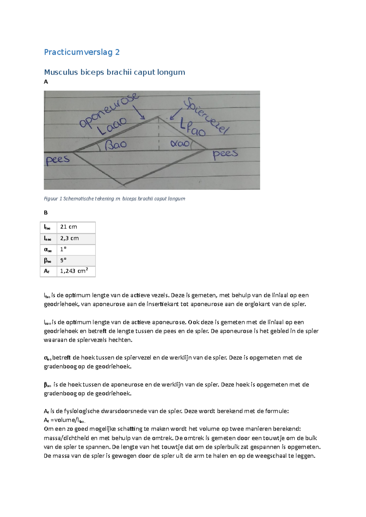Practicumverslag 2 anatomie - Practicumverslag 2 Musculus biceps ...