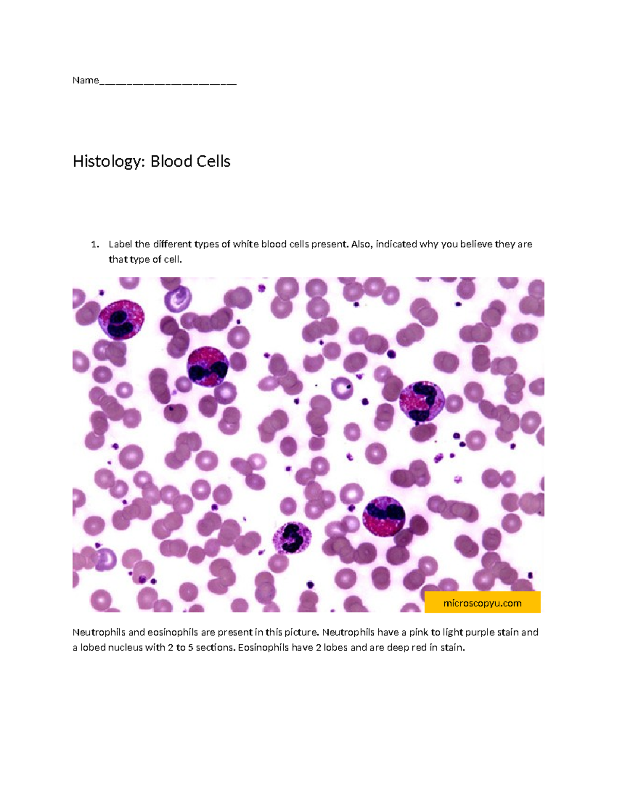 Histology Blood Cells L - Name_________________________ Histology ...