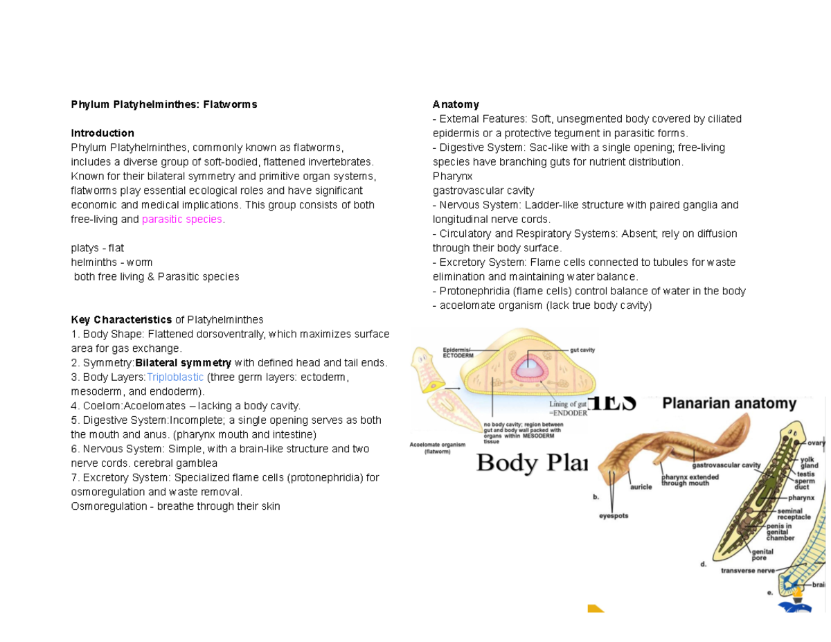 Phylum Plathythelmentis - Phylum Platyhelminthes: Flatworms ...