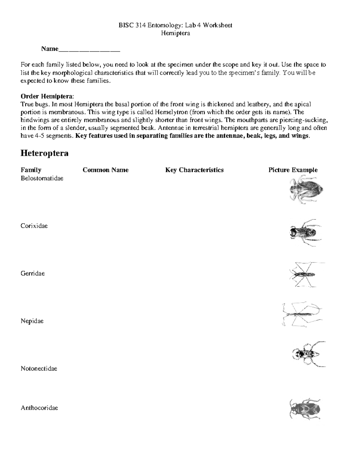 Lab4 Hemiptera Blattodea Mantodea Embioptera Phasmatodea Orthoptera ...