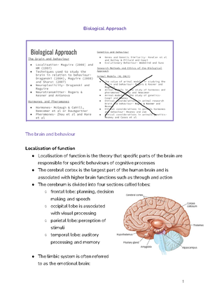 Sociocultural approach IB psychology - Sociocultural Approach Social ...