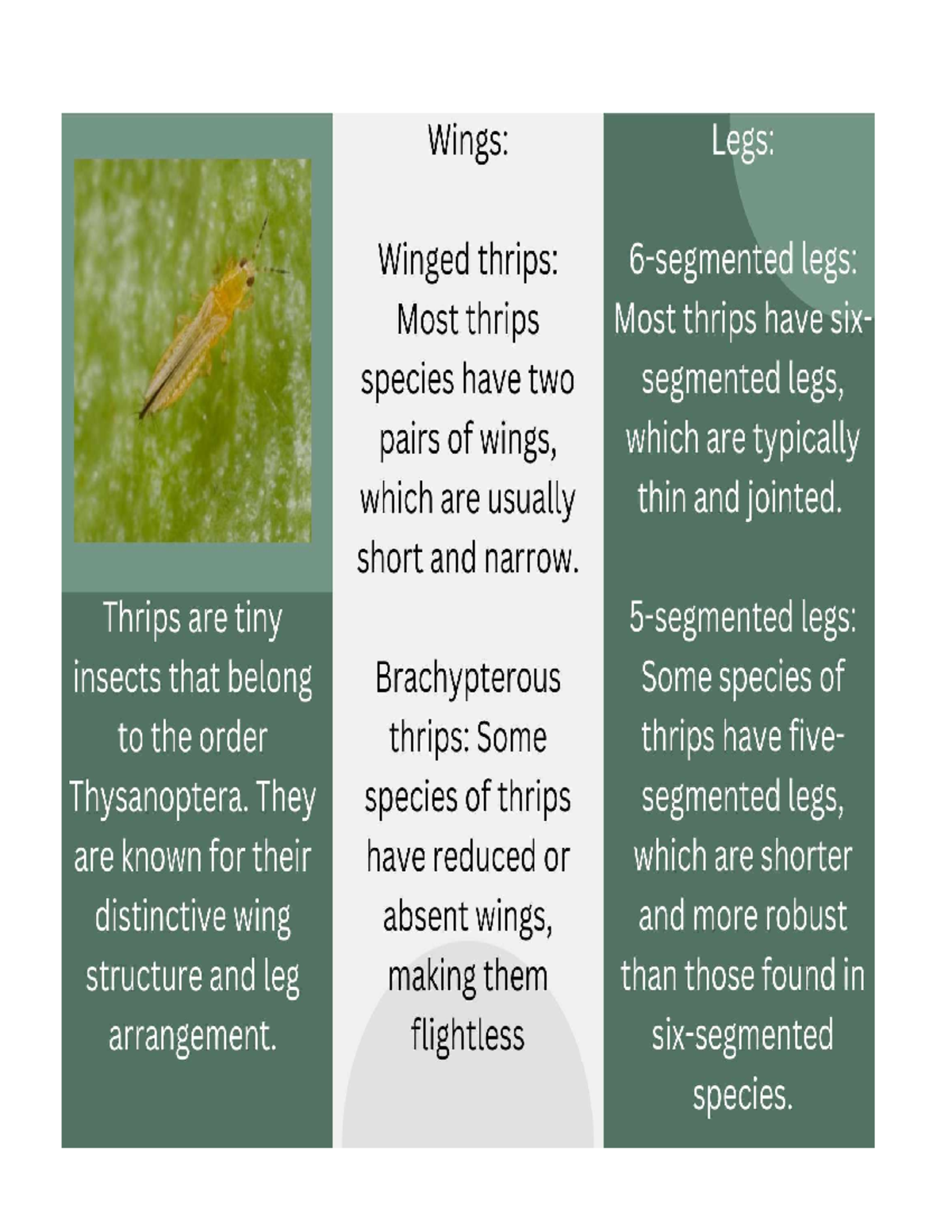 Page 1 - Picture - Wings: Legs: Winged thrips: legs: Most thrips Most ...