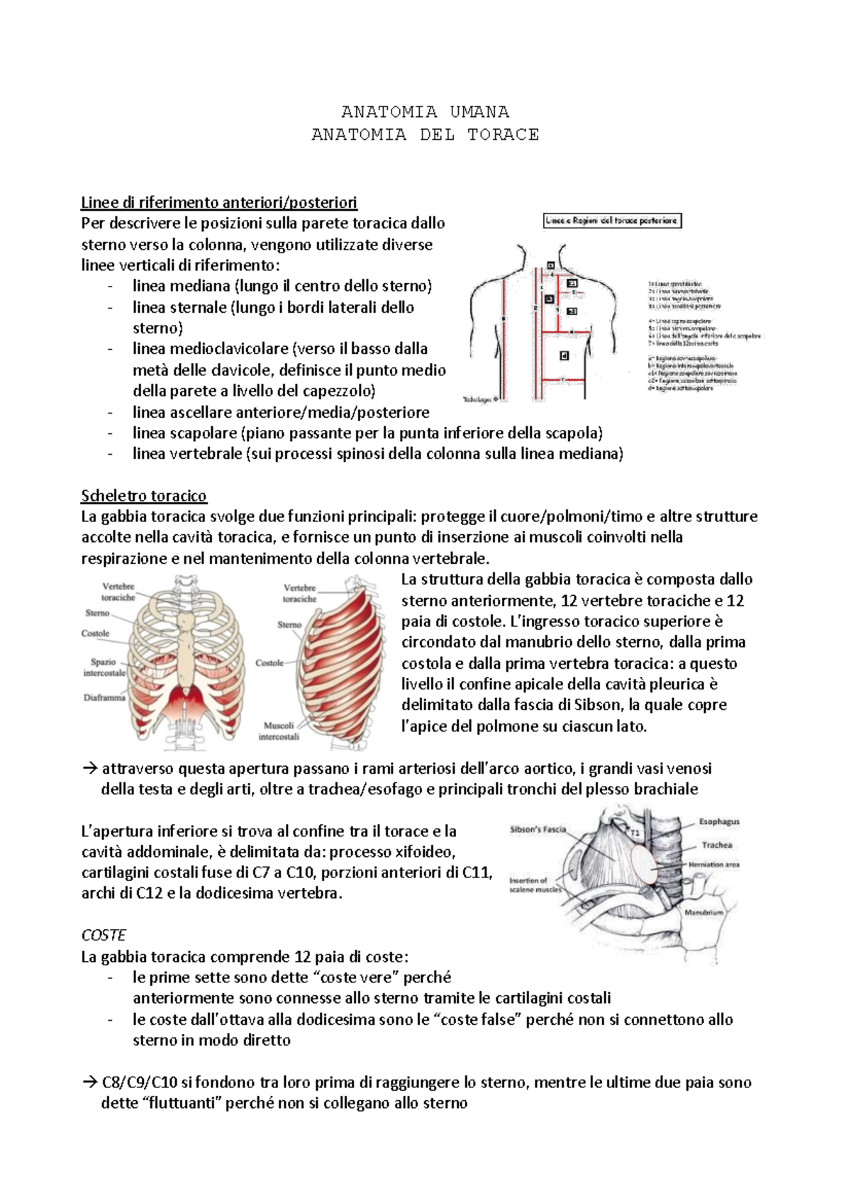 Anatomia del torace - ANATOMIA UMANA ANATOMIA DEL TORACE Linee di ...