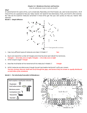 Kami Export - Mitosis (Drag and Drop) Labeling-cw - Mitosis and the ...