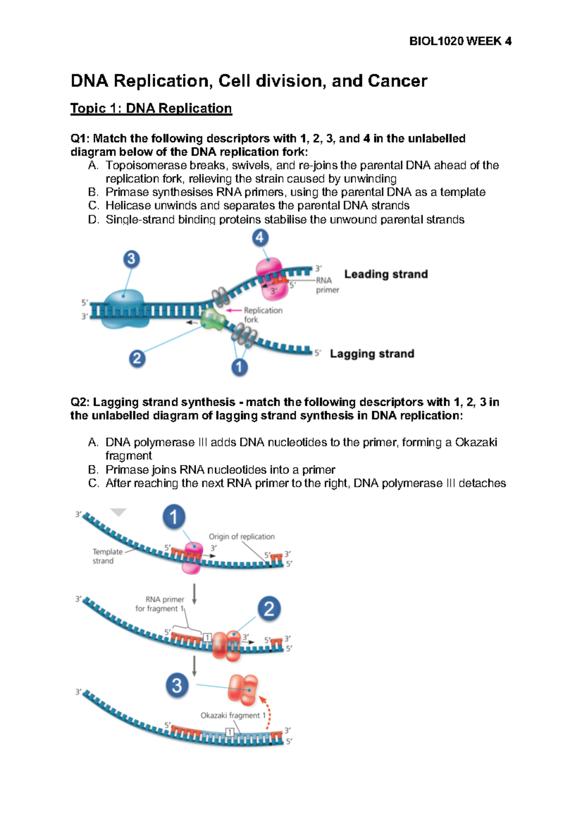 2024-BIOL1020 week4-tutorial - DNA Replication, Cell division, and ...