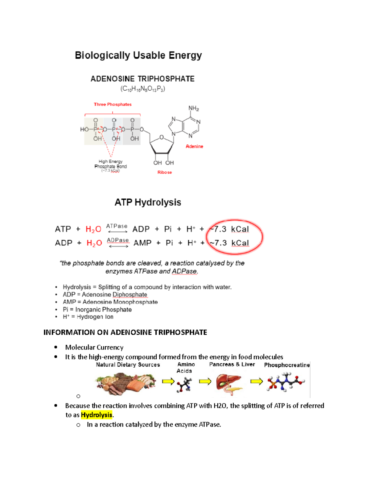 ATP PCr - Sports Physiology - INFORMATION ON ADENOSINE TRIPHOSPHATE Molecular Currency It is the ...