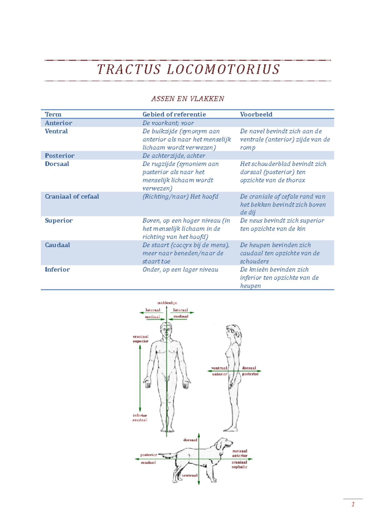 Tractus locomotorius - TRACTUS EN of of buikzijde (synonym als naar het ...