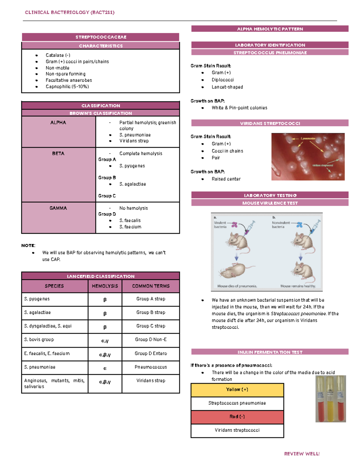 Bacteriology - Strep, Staph, Micro - STREPTOCOCCACEAE CHARACTERISTICS ...