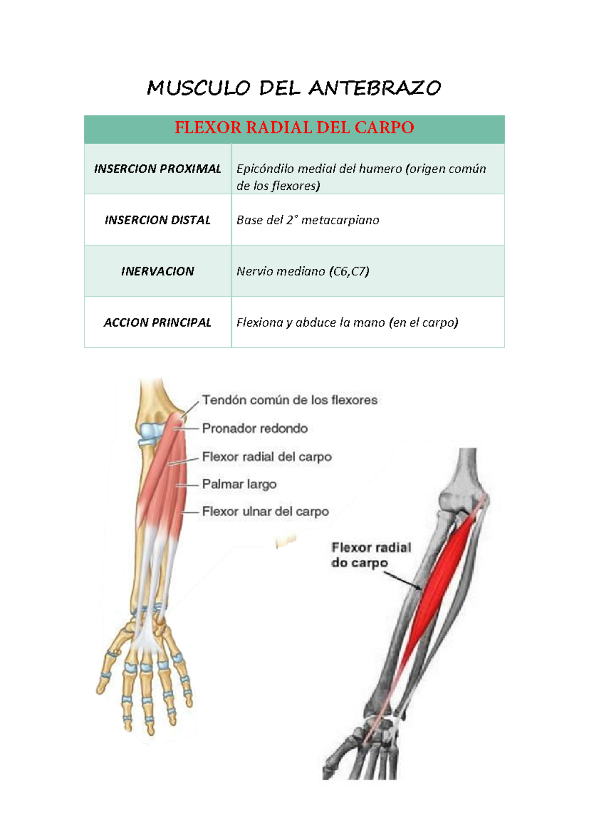 Flexor Radial DEL Carpo - Anatomia 1 - MUSCULO DEL ANTEBRAZO FLEXOR ...