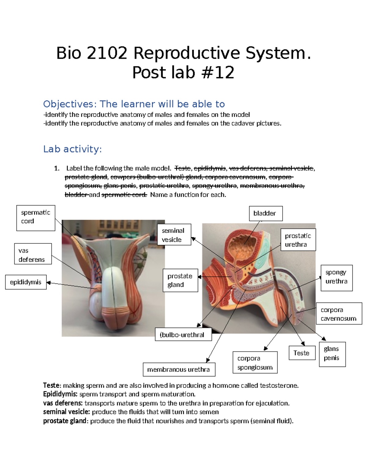 Bio 2102 Reproductive System Post lab #12 - Bio 2102 Reproductive ...