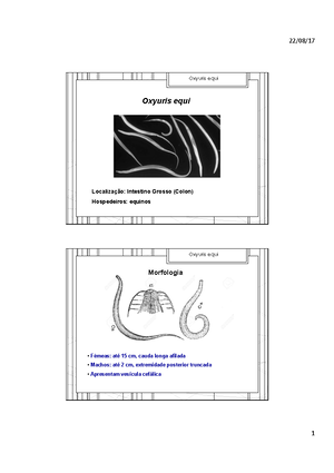 PDF Aula parasito II Stephanurus dentatus - Stephanurus dentatus VERME ...