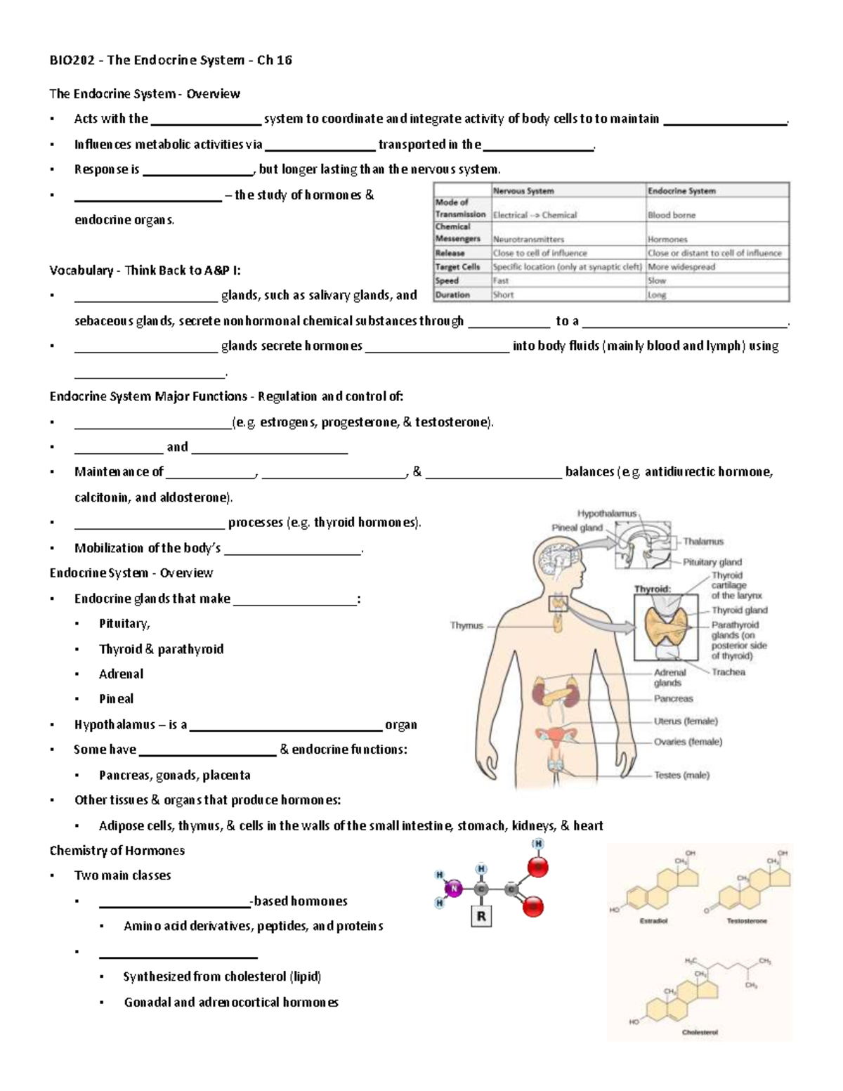 Ch 16 Endocrine Notes Pkt - BIO202 - The Endocrine System - Ch 16 The ...