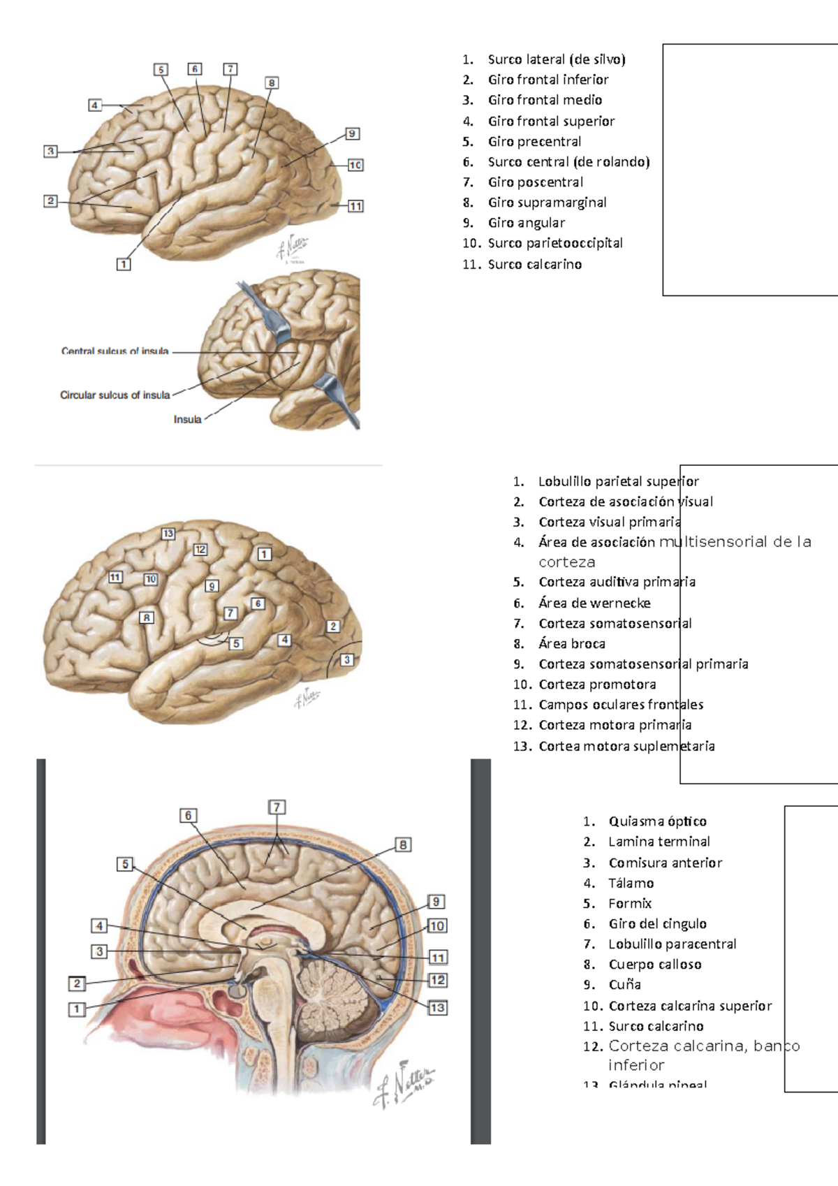 Partes DEL Cerebro - Quiasma óptico Lamina terminal Comisura anterior ...
