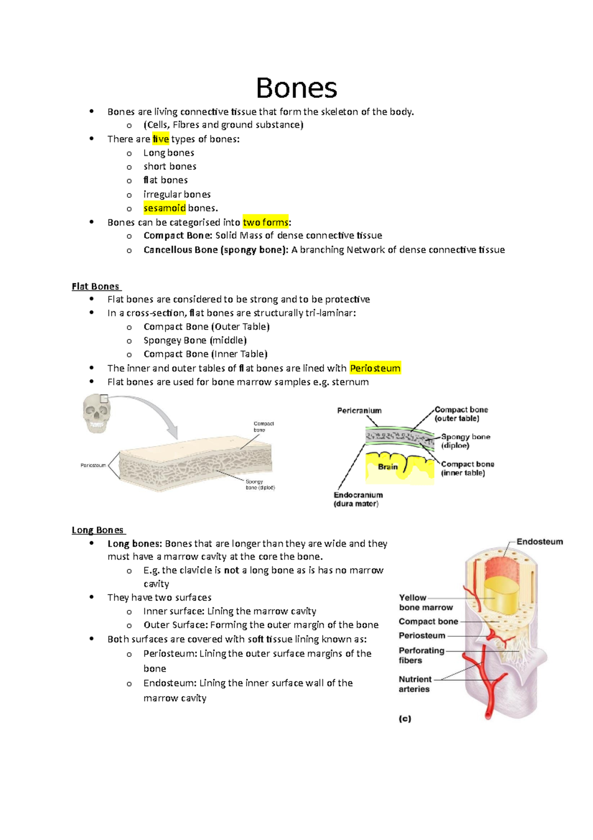 Anatomy Bones Lecture - Bones Bones are living connective tissue that ...