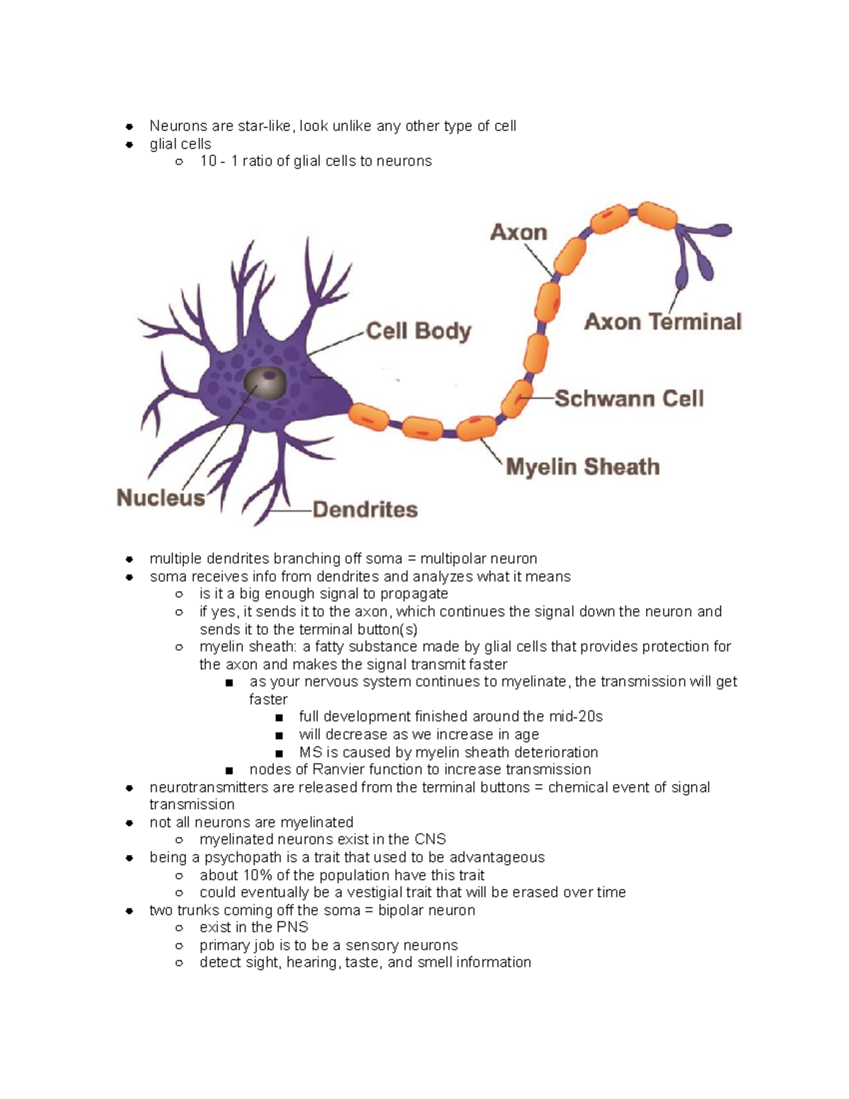 Structure and Functions of Cells of the Nervous System - Neurons are ...