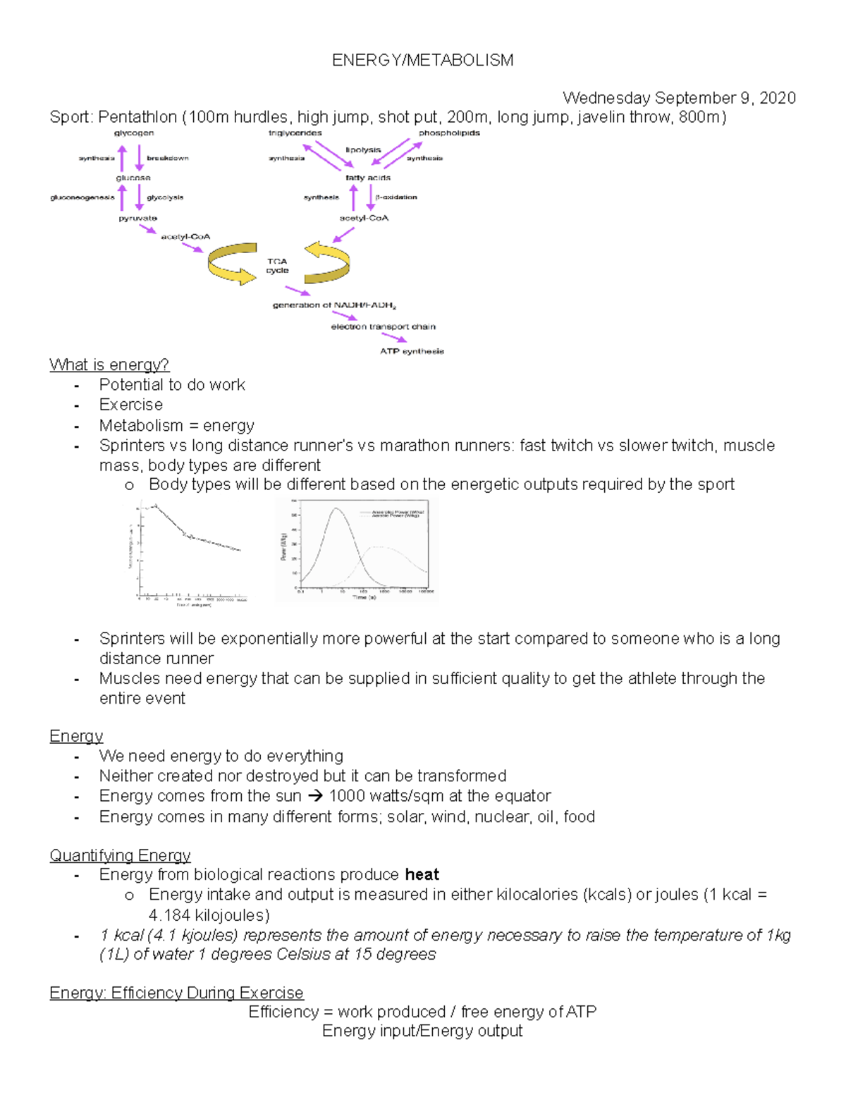 Energy: Metabolism - Lecture notes with Dr. Belfry - ENERGY/METABOLISM ...