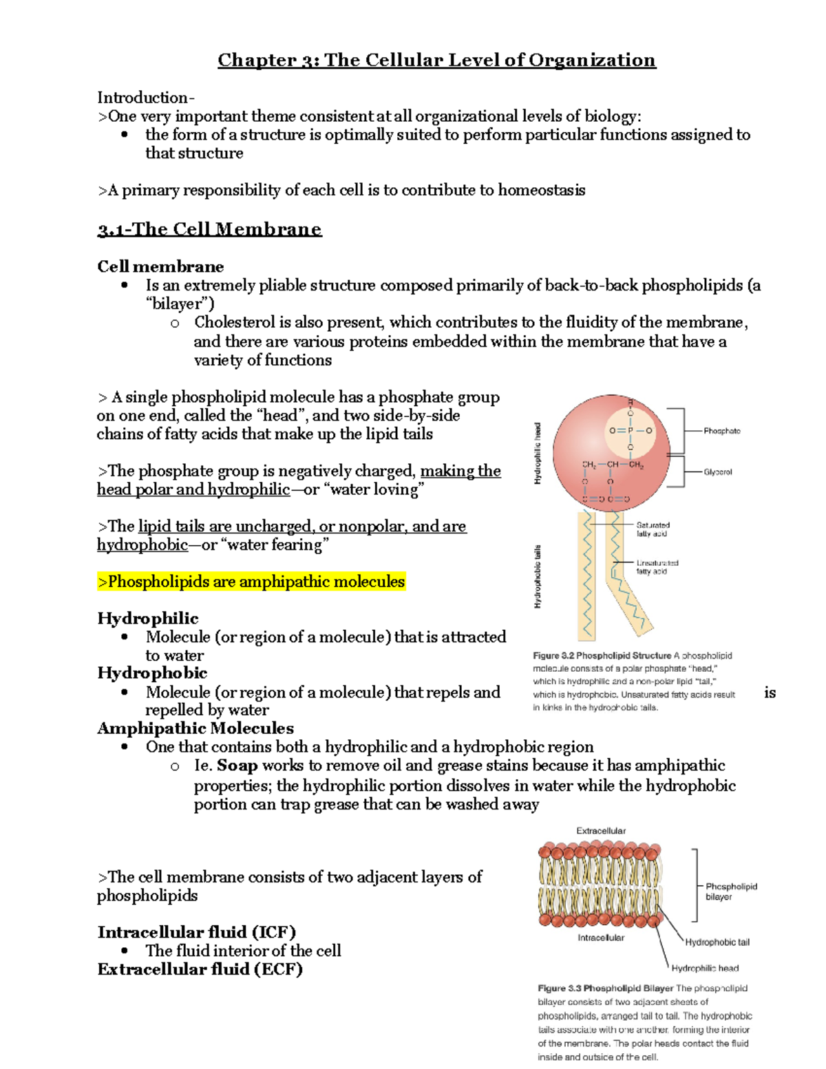 Chapter 3 The Cellular lavel of Org - Chapter 3: The Cellular Level of ...