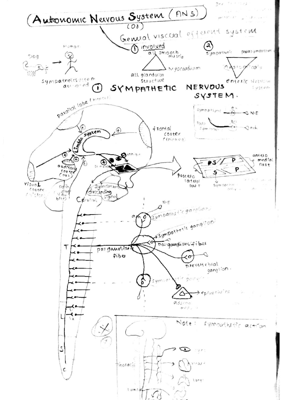 Autonomic Nervous Systems - Social Psychology - Studocu