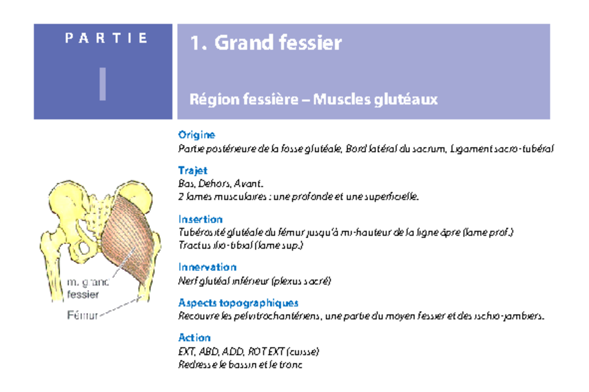 ANAT BA1 Synthèse - Muscles (fiches) - I 1. Grand fessier Région ...