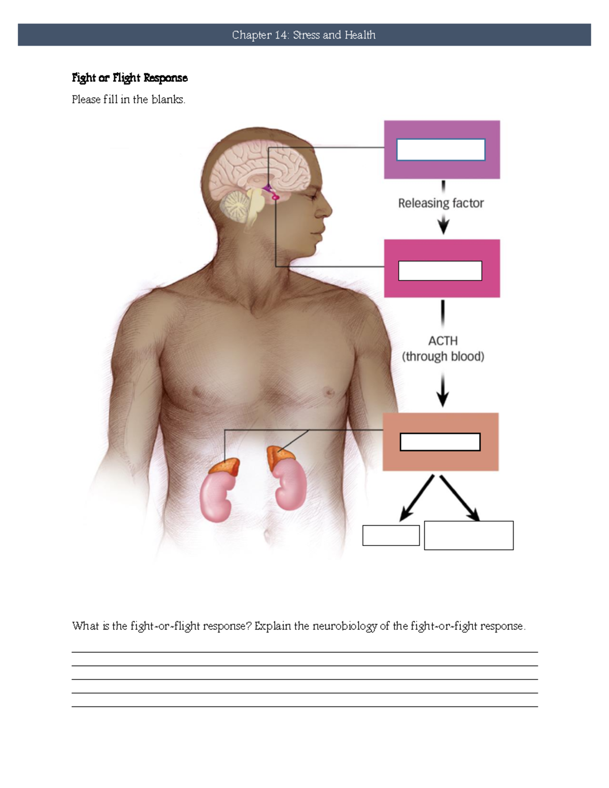 Worksheet - Chapter 14 - Fight or Flight Response - Chapter 14: Stress ...