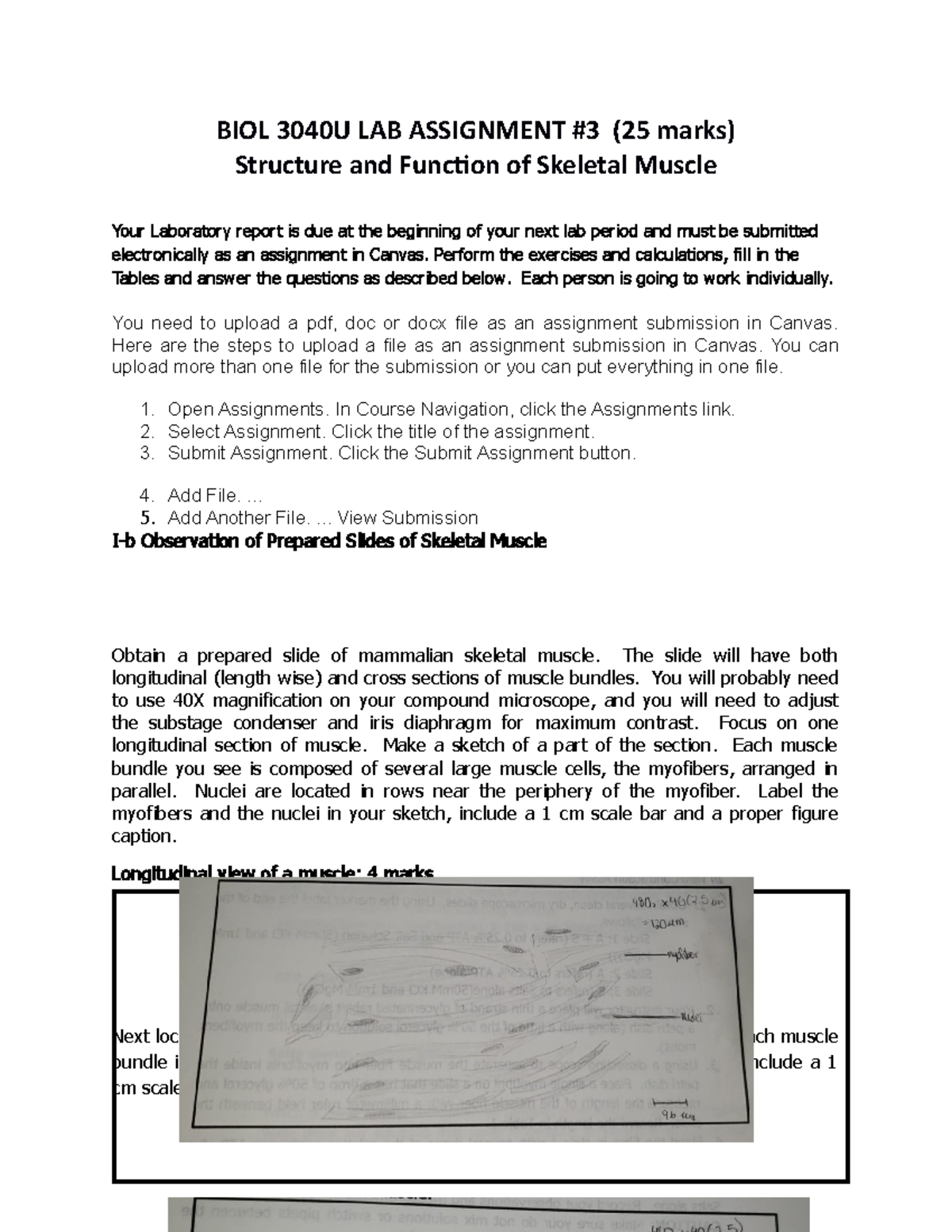 Lab 3 report - Goodluck :) - BIOL 3040U LAB ASSIGNMENT #3 (25 marks) Structure and Function of ...