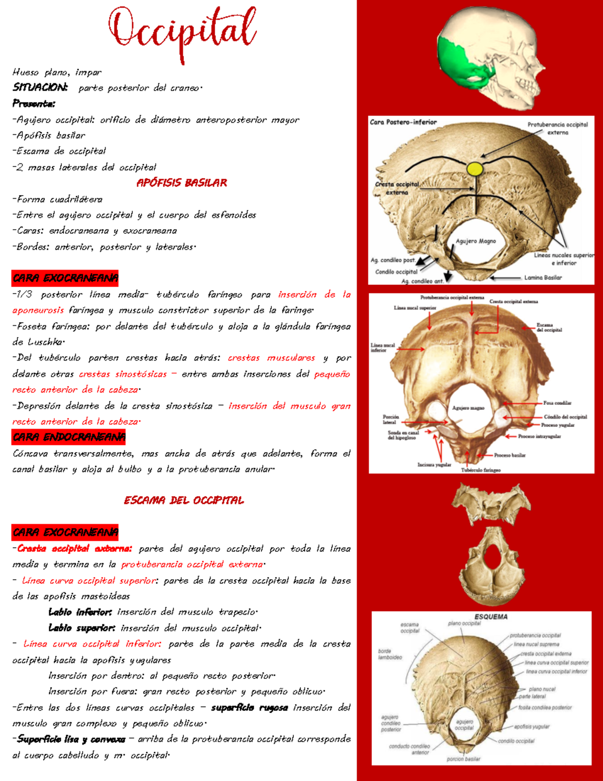 Occipital - Occipital Hueso plano, impar SITUACION: parte posterior del ...