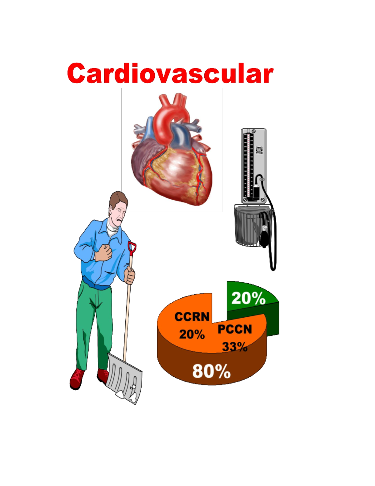 Ccrn study - Cardiovascular Introduction A. Anatomy & Physiology B ...